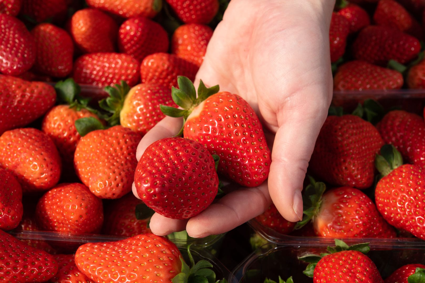 Food Chain Members - Fruit Alliance